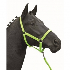 Licol cheval et poney