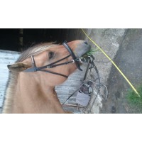 protège chanfrein pour cheval - Esprit Equitation